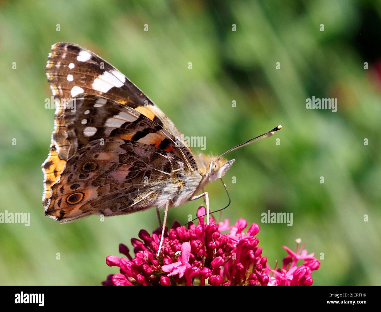 Closeup profile painted lady butterfly (Cynthia cardui ou Vanessa ...