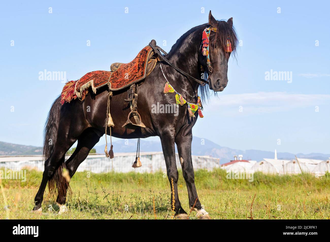 Rahvan Horse. Black stallion with traditionalsaddle and tack standing ...