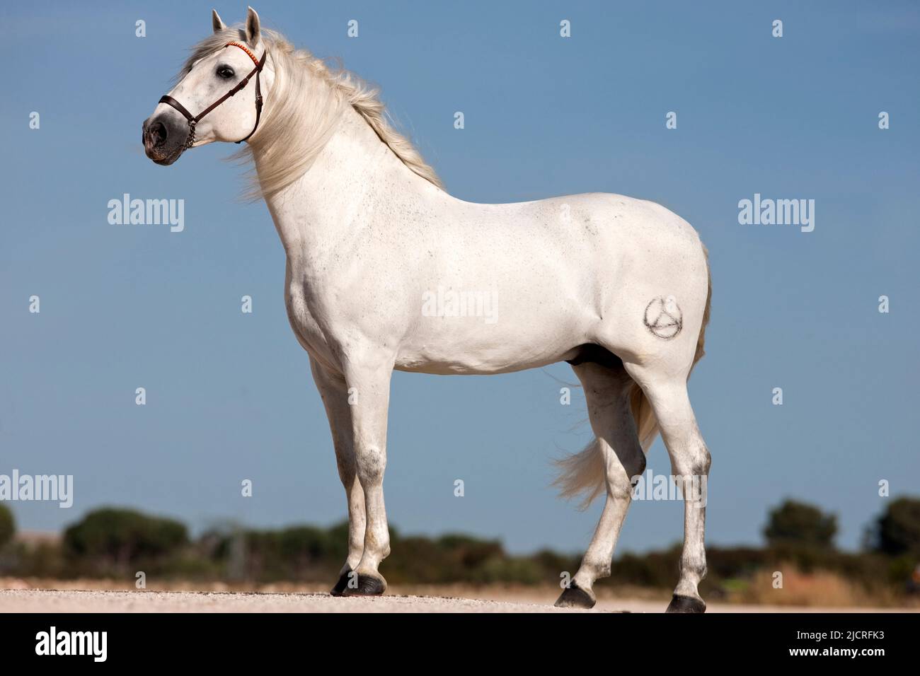 Pure Spanish Horse, Andalusian. Gray stallion standing, seen side-on ...