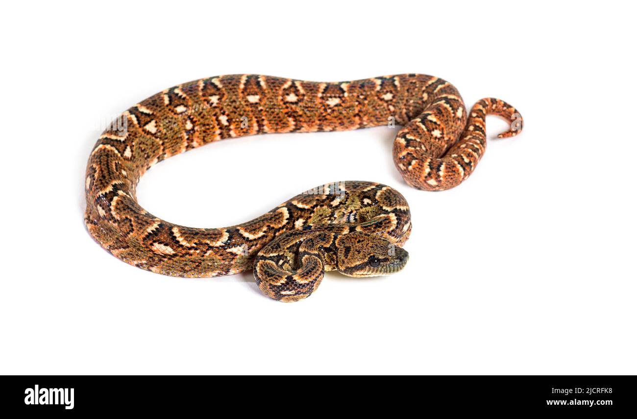 Young Madagascar tree boa, Sanzinia madagascariensis Stock Photo - Alamy