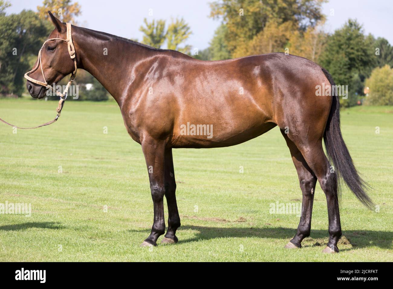 Polo Pony. Bay adult with traditional halter standing, seen side-on ...