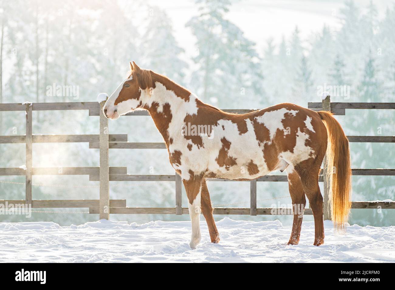 Oldenburg Paint Horse at Lola Goll blog