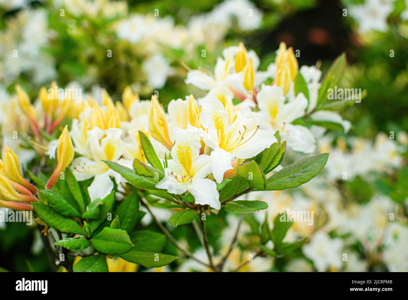 Bright white rhododendron luteum or honeysuckle azalea. Blooming ...