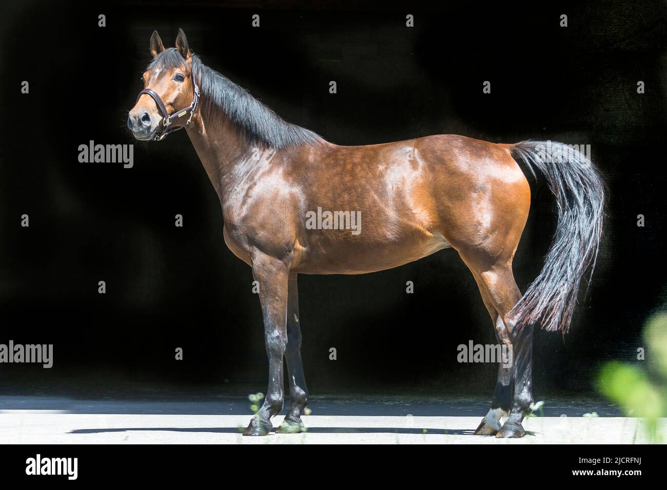Oldenburg Horse. Bay mare standing, seen side-on. Germany Stock Photo ...