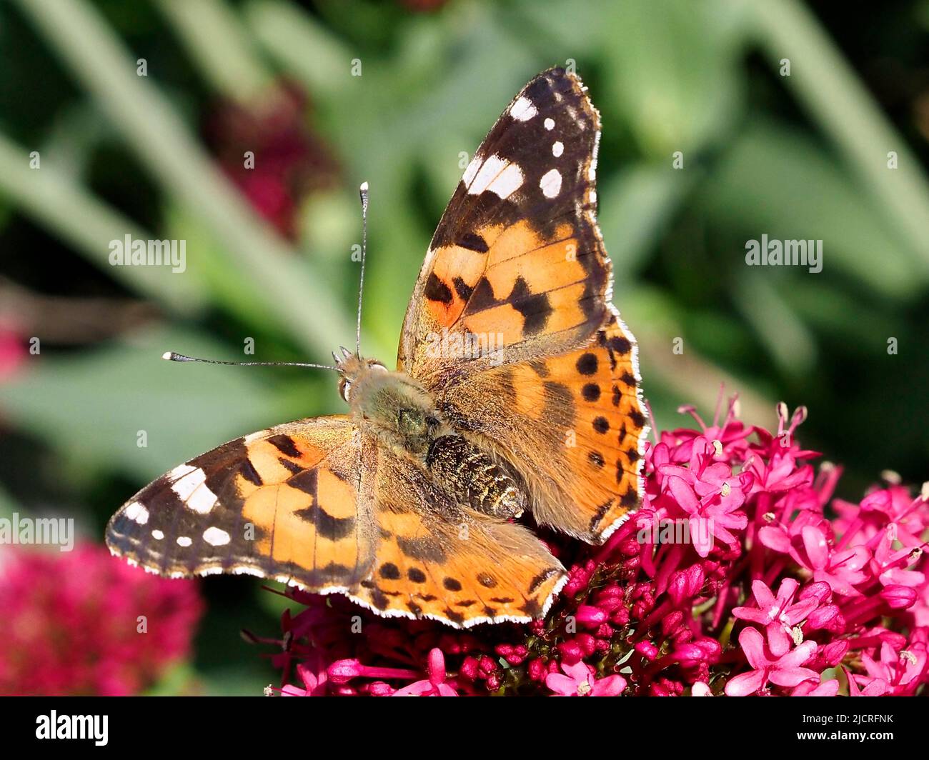 Vanessa cardui flower hi-res stock photography and images - Alamy