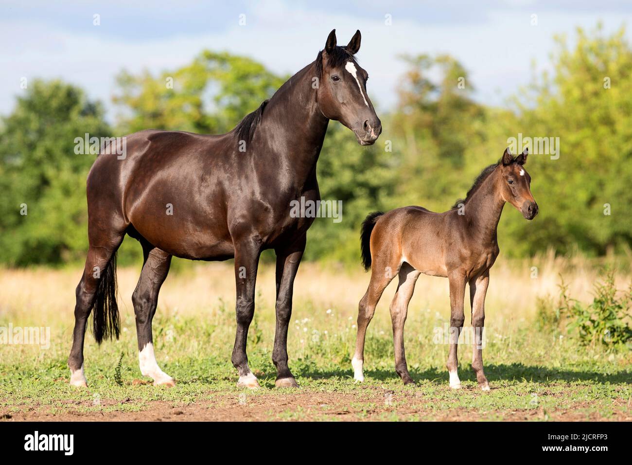 Oldenburg Horse. Mare with foal standing on a pasture. Germany Stock ...