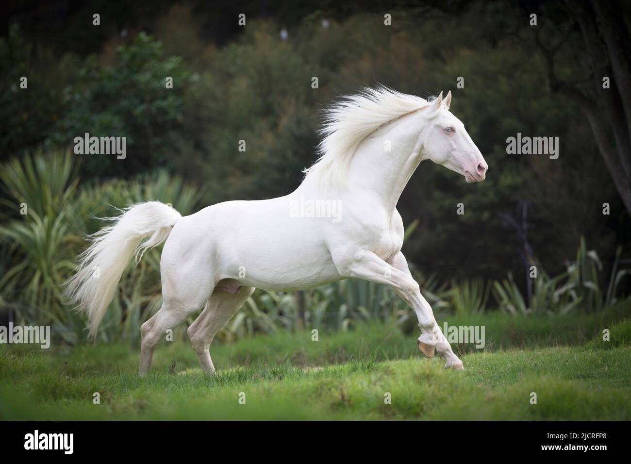 Cremello Horse