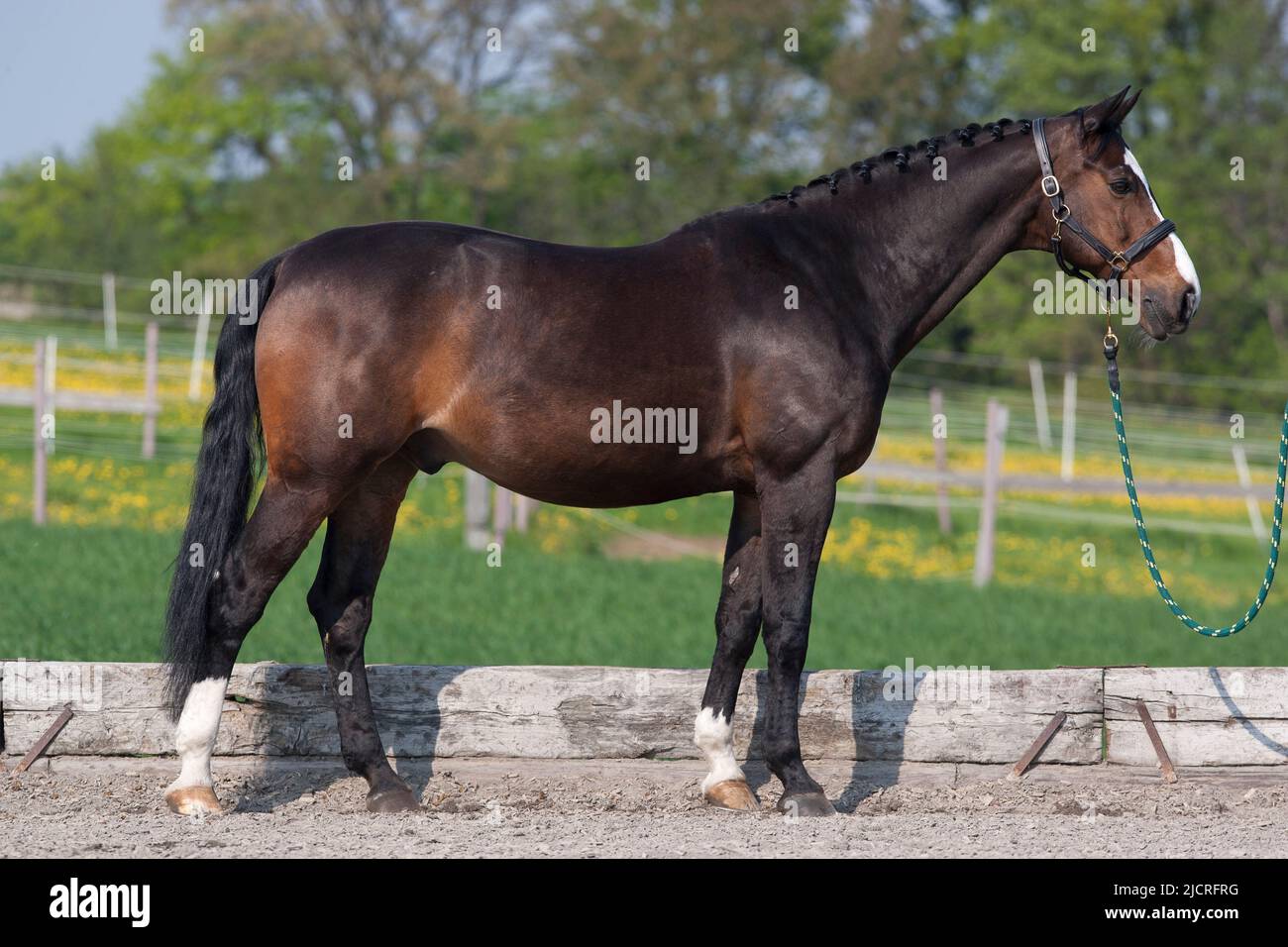 Austrian Warmblood. Bay adult, seen side-on. Austria Stock Photo - Alamy