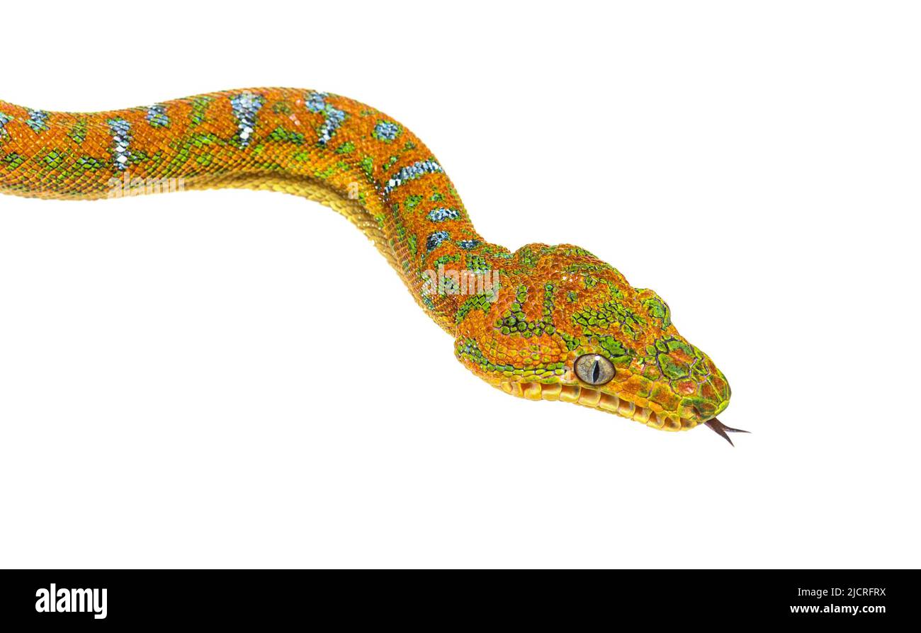 head shot of Juvenile Emerald tree boa, sniffing with its tongue ...
