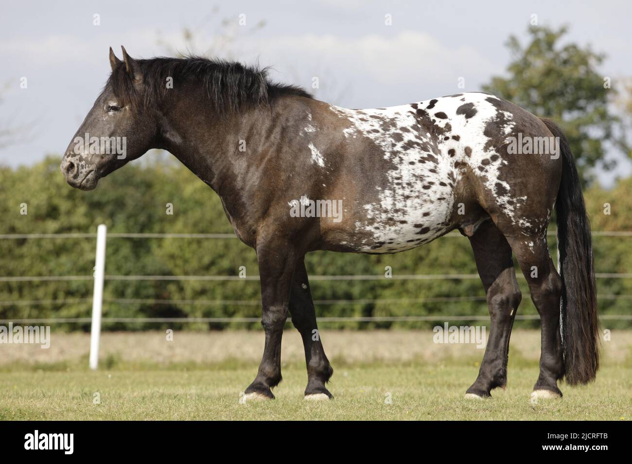 Noriker Horse. Leopard-spotted gelding standing, seen side-on. Austria ...