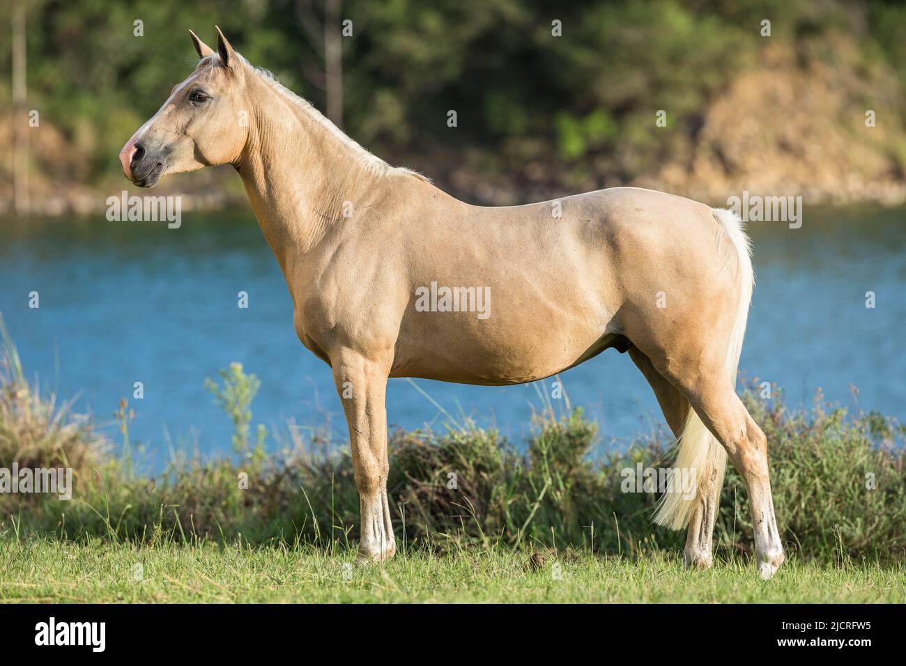 Nooitgedacht Pony. Palomino standing, seen side-on. South Africa Stock ...