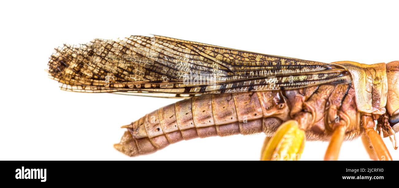 details of wings and body Adulte Desert locust, Schistocerca gregaria ...