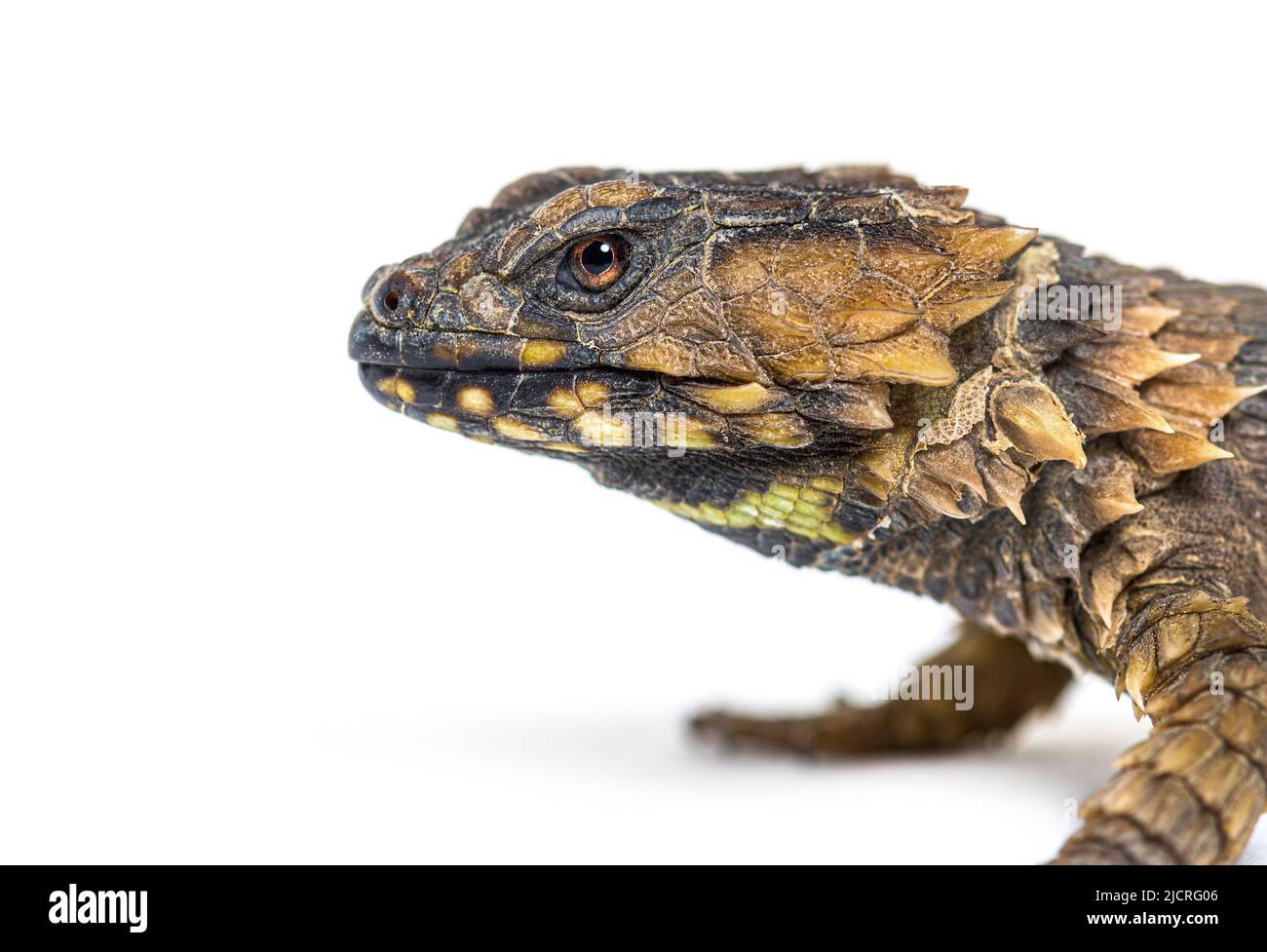 Armadillo girdled lizard hi-res stock photography and images - Alamy