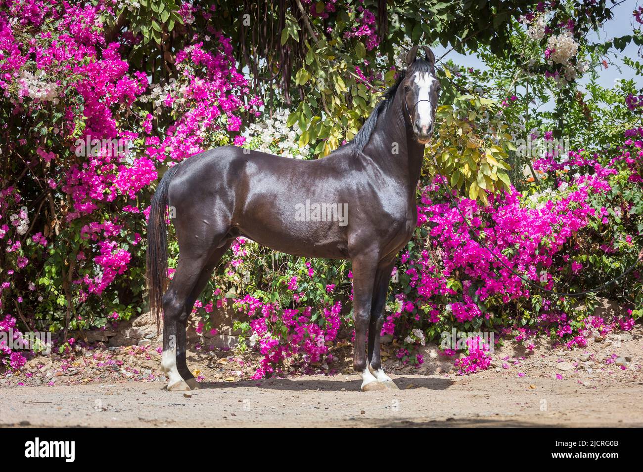 Marwari Horse. Black stallion standing, seen side-on. India Stock Photo ...