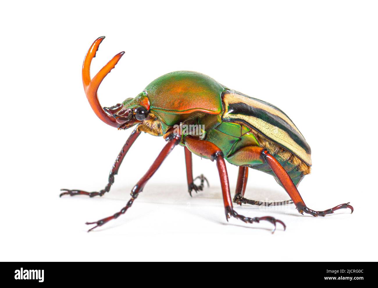 Flamboyant flower beetle, Eudicella gralli species Stock Photo - Alamy