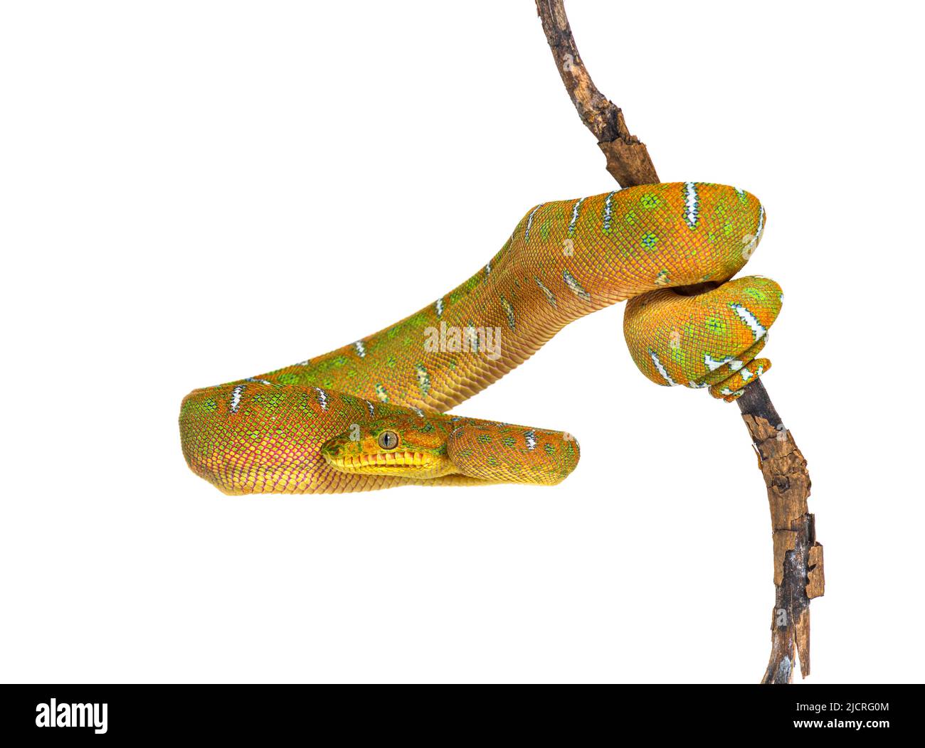 Emerald tree boa on branch Cut Out Stock Images & Pictures - Alamy