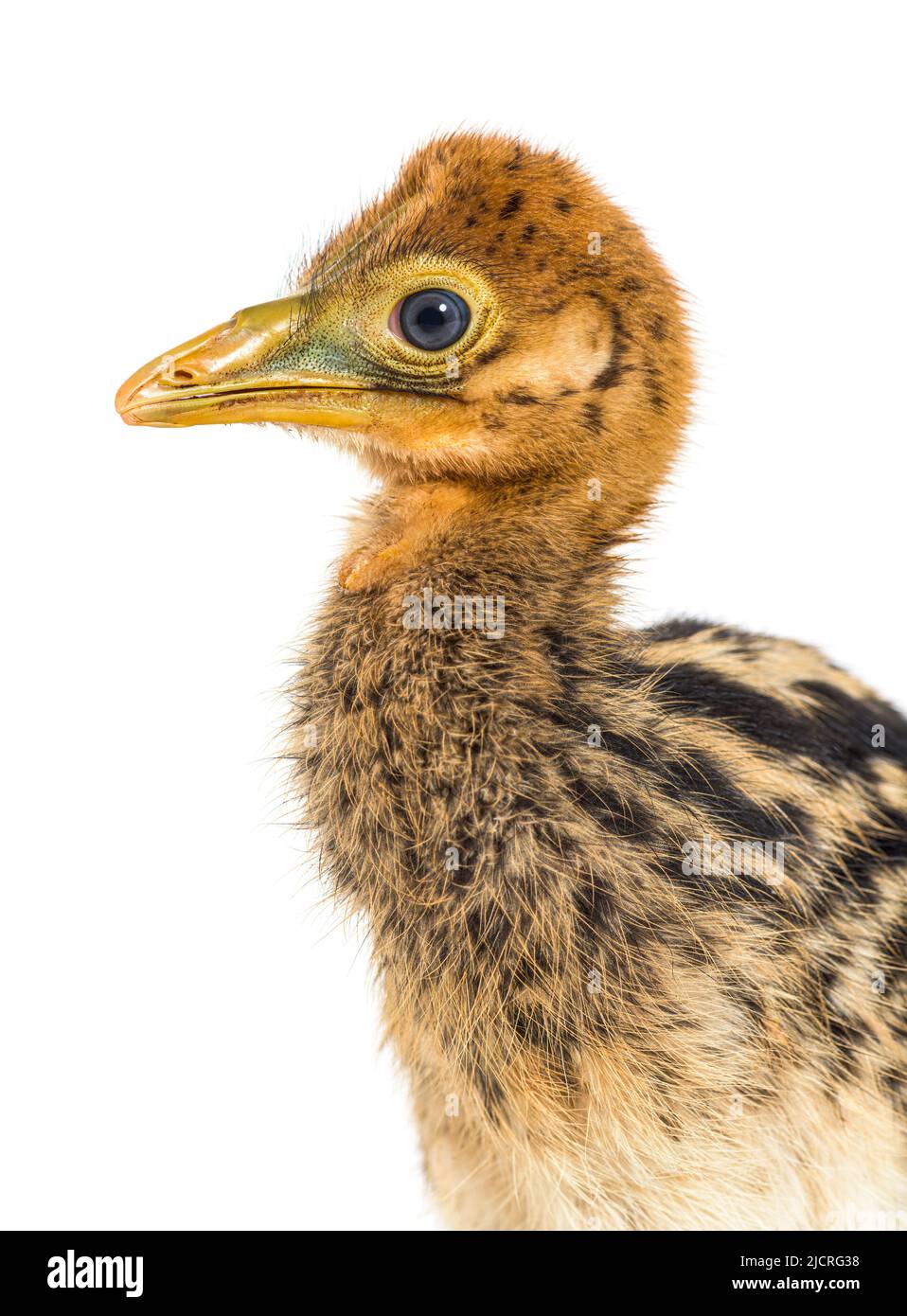 Double-wattled cassowary chick, Casuarius casuarius Stock Photo - Alamy