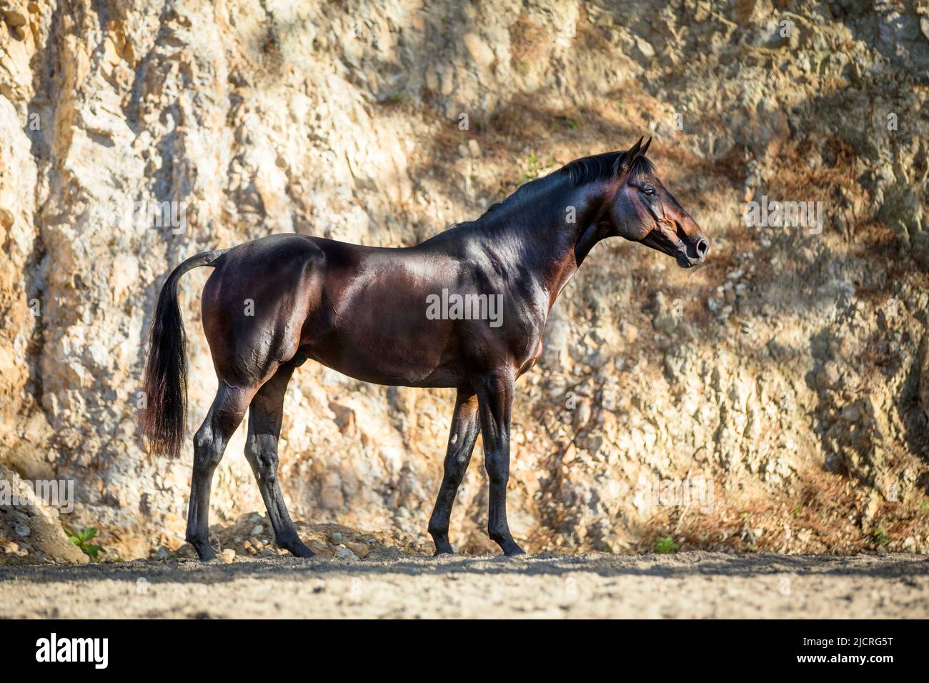 Holsteiner Horse. Bay stallion standing, seen side-on. New Zealand ...