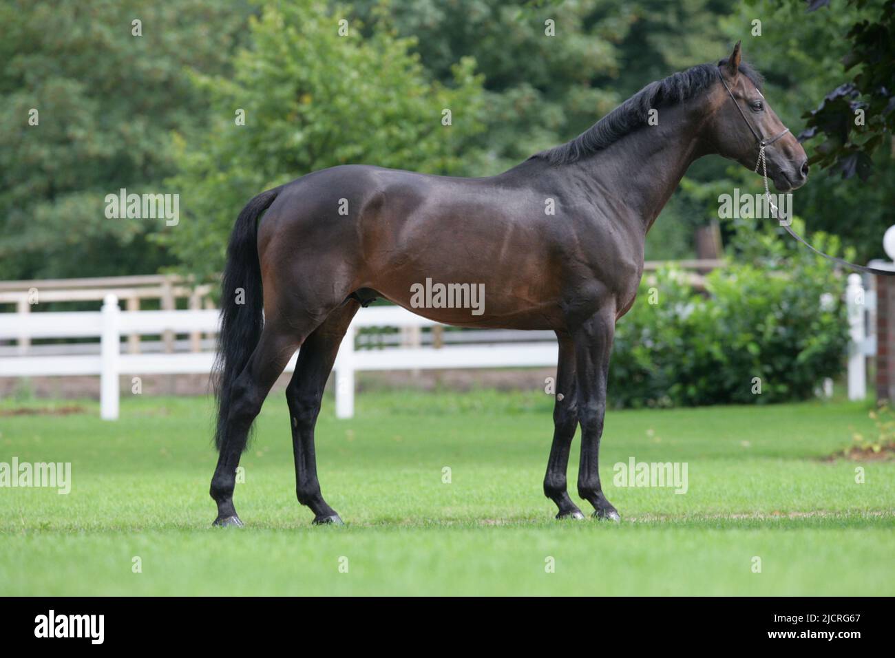 Holsteiner Horse. Bay stallion standing, seen side-on. Germany Stock ...