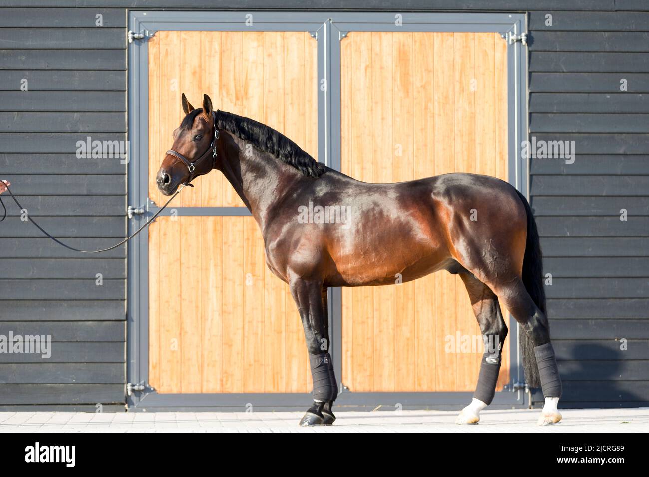 Hanoverian Horse. Bay stallion standing, seen side-on. Germany Stock ...