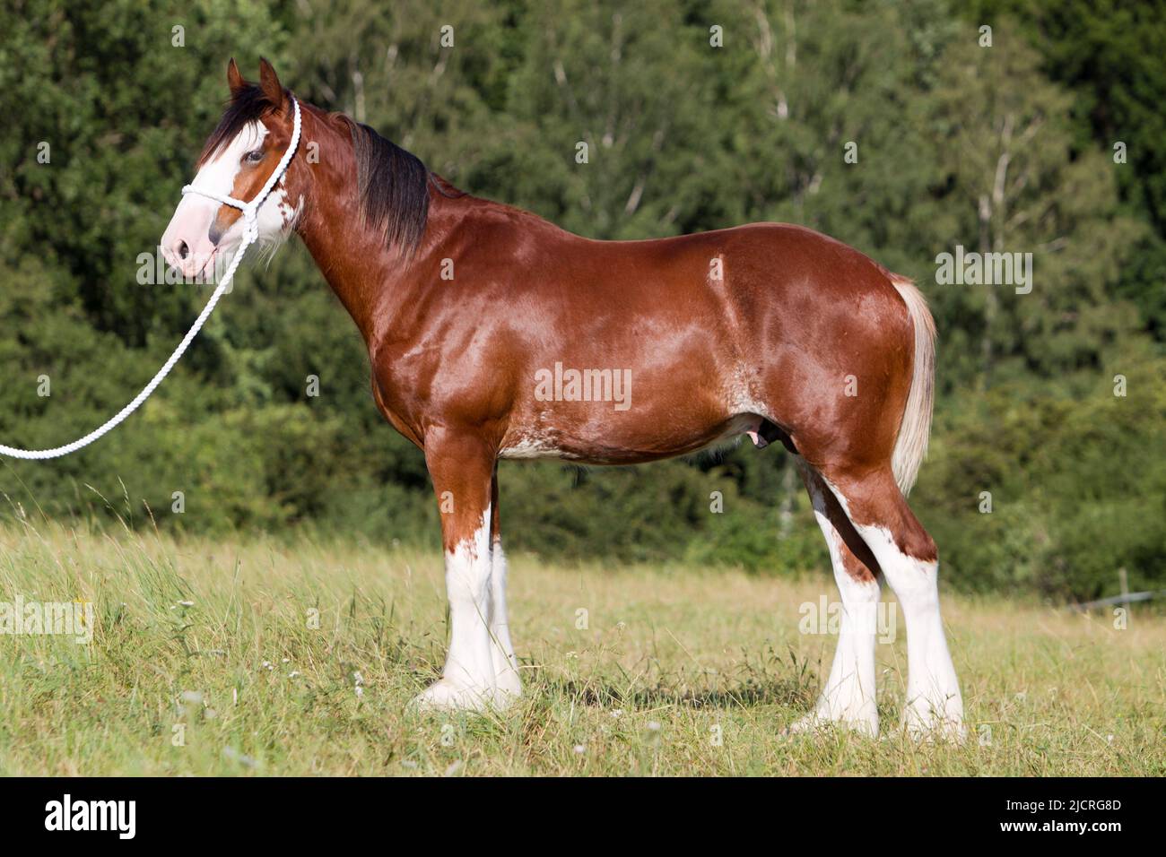 Clydesdale. Bay stallion standing, seen side-on. Germany Stock Photo ...