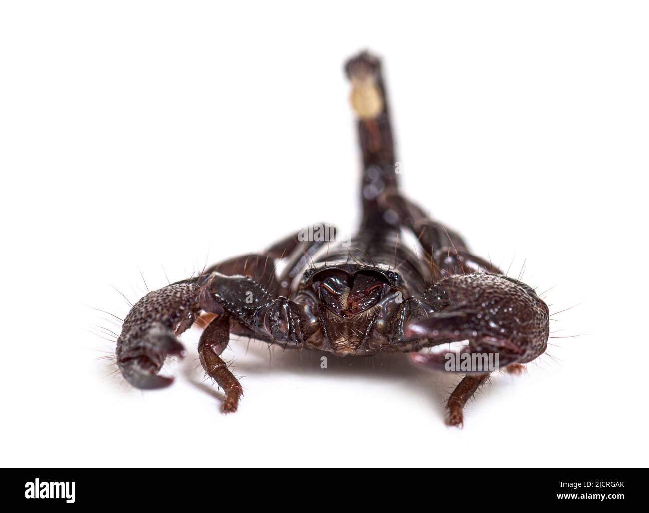 Juvenile scorpion hi-res stock photography and images - Alamy