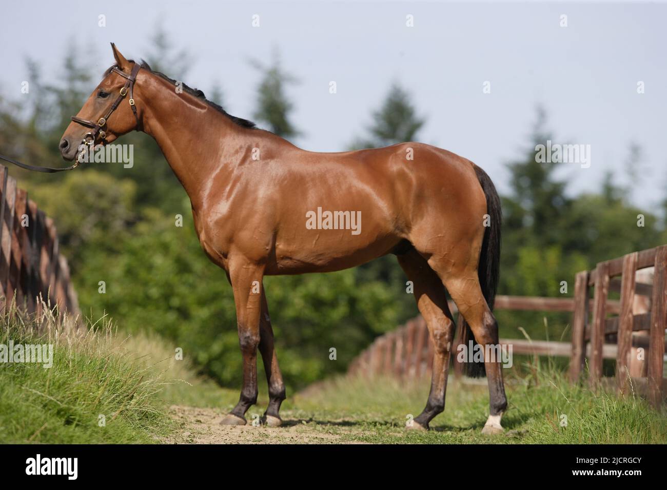 Adult thoroughbred hi-res stock photography and images - Alamy