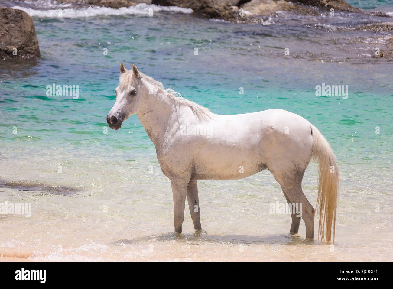 Seychelles Pony. Gray adult mare standing in shallow water, seen side ...