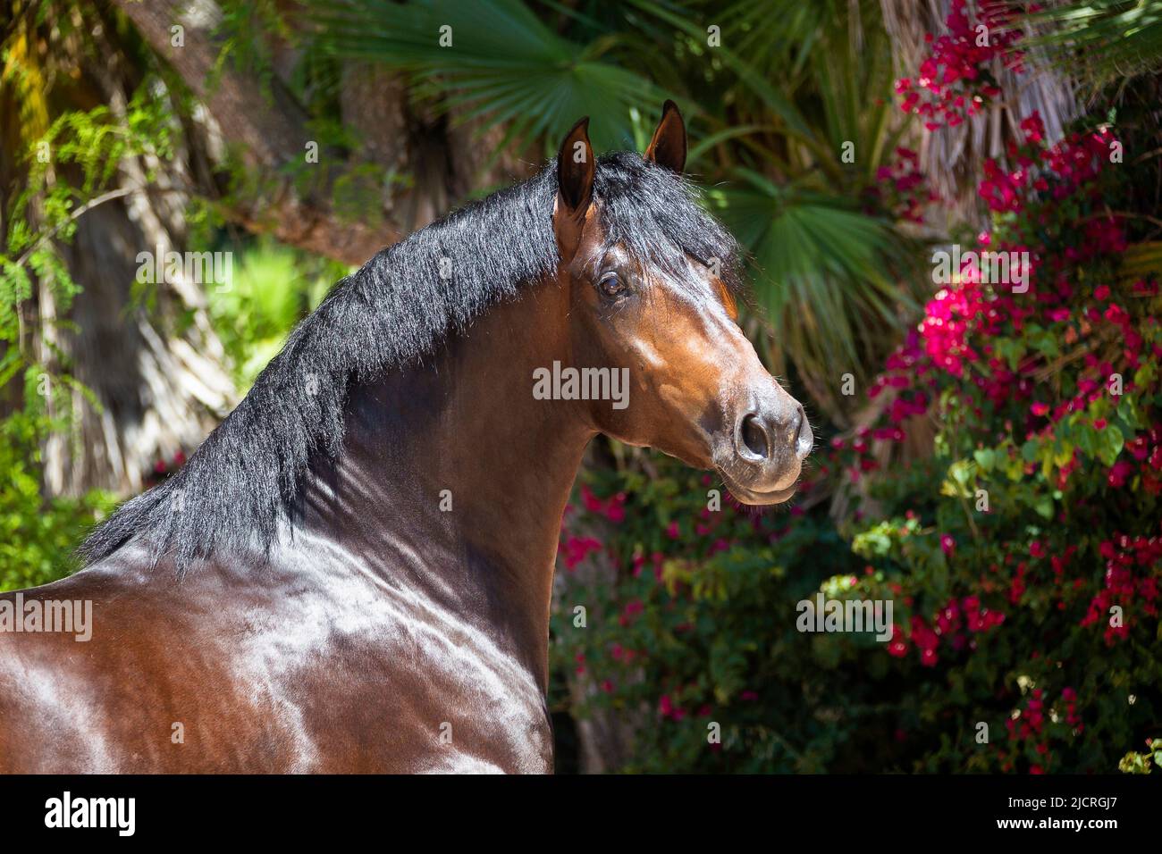 Pure Spanish Horse, Andalusian. Portrait of bay stallion, Spain Stock ...