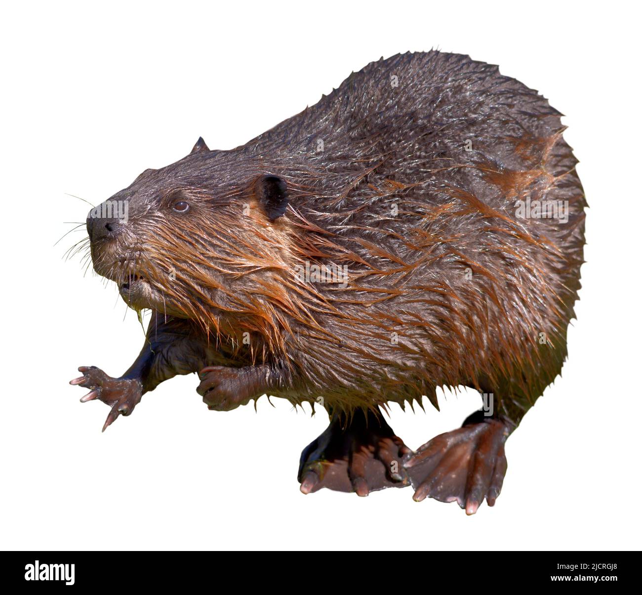 Closeup north american beaver canadensis Cut Out Stock Images ...