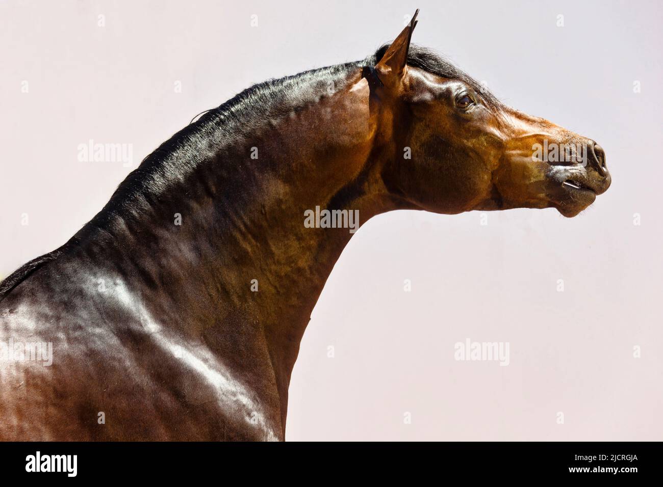 Pure Spanish Horse, Andalusian. Portrait of bay stallion. Spain Stock ...