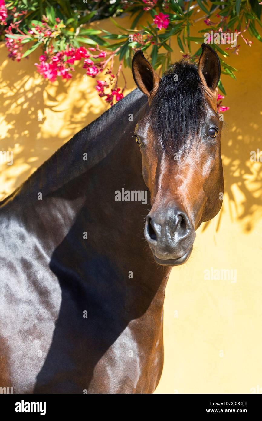 Pure Spanish Horse, Andalusian. Portrait of bay stallion, Spain Stock ...