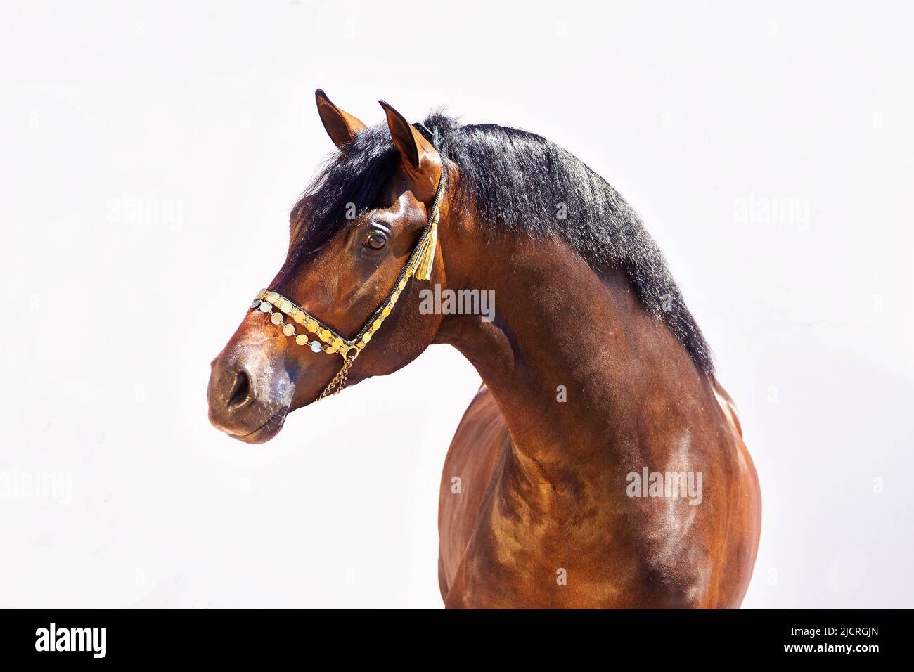 Pure Spanish Horse, Andalusian. Portrait of bay stallion with Arabian ...
