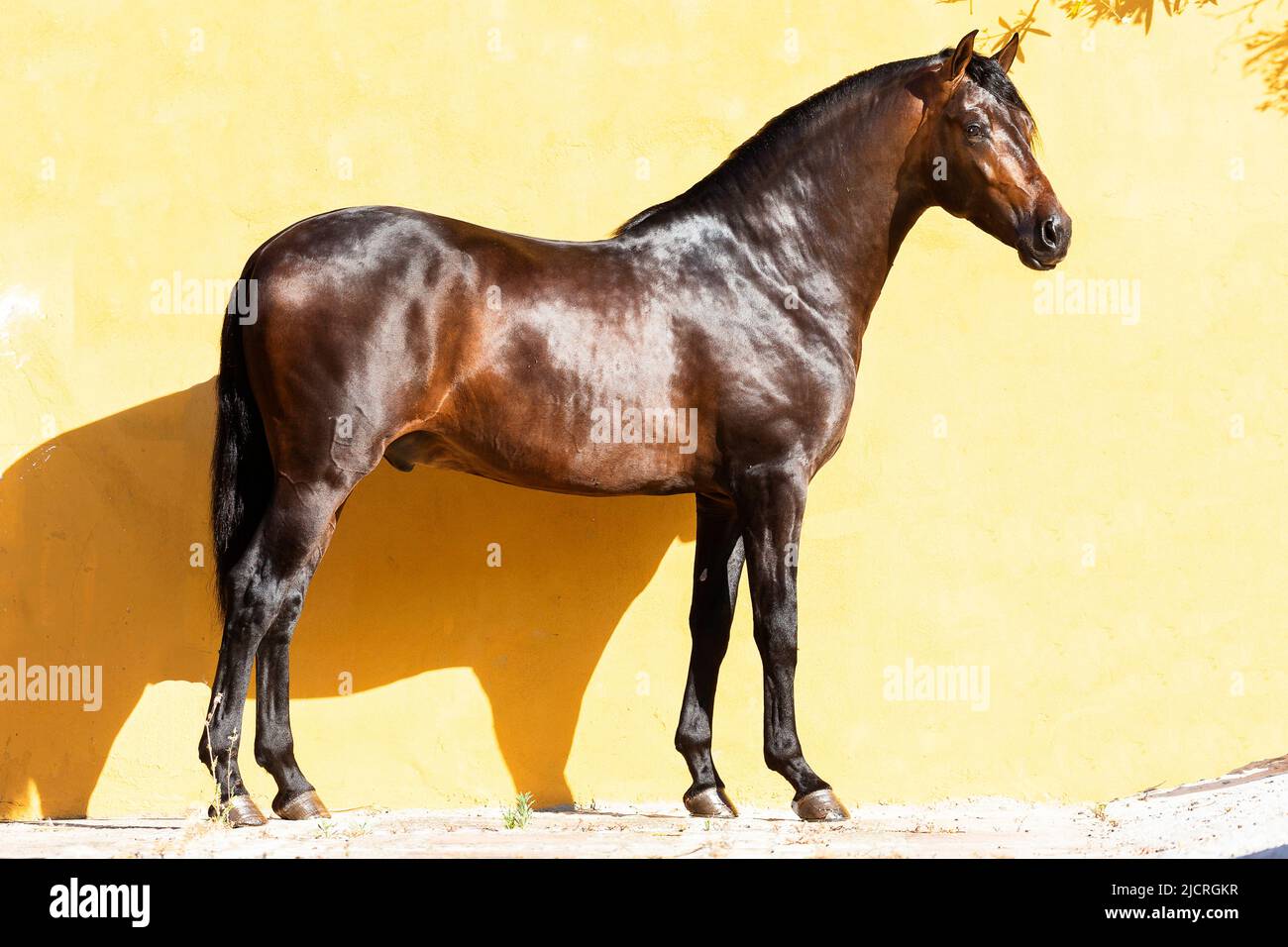 Pure Spanish Horse, Andalusian. Bay stallion standing, seen side-on ...