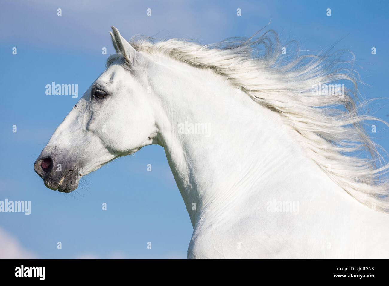 Pure Spanish Horse, Andalusian. Portrait of gray gelding with mane ...