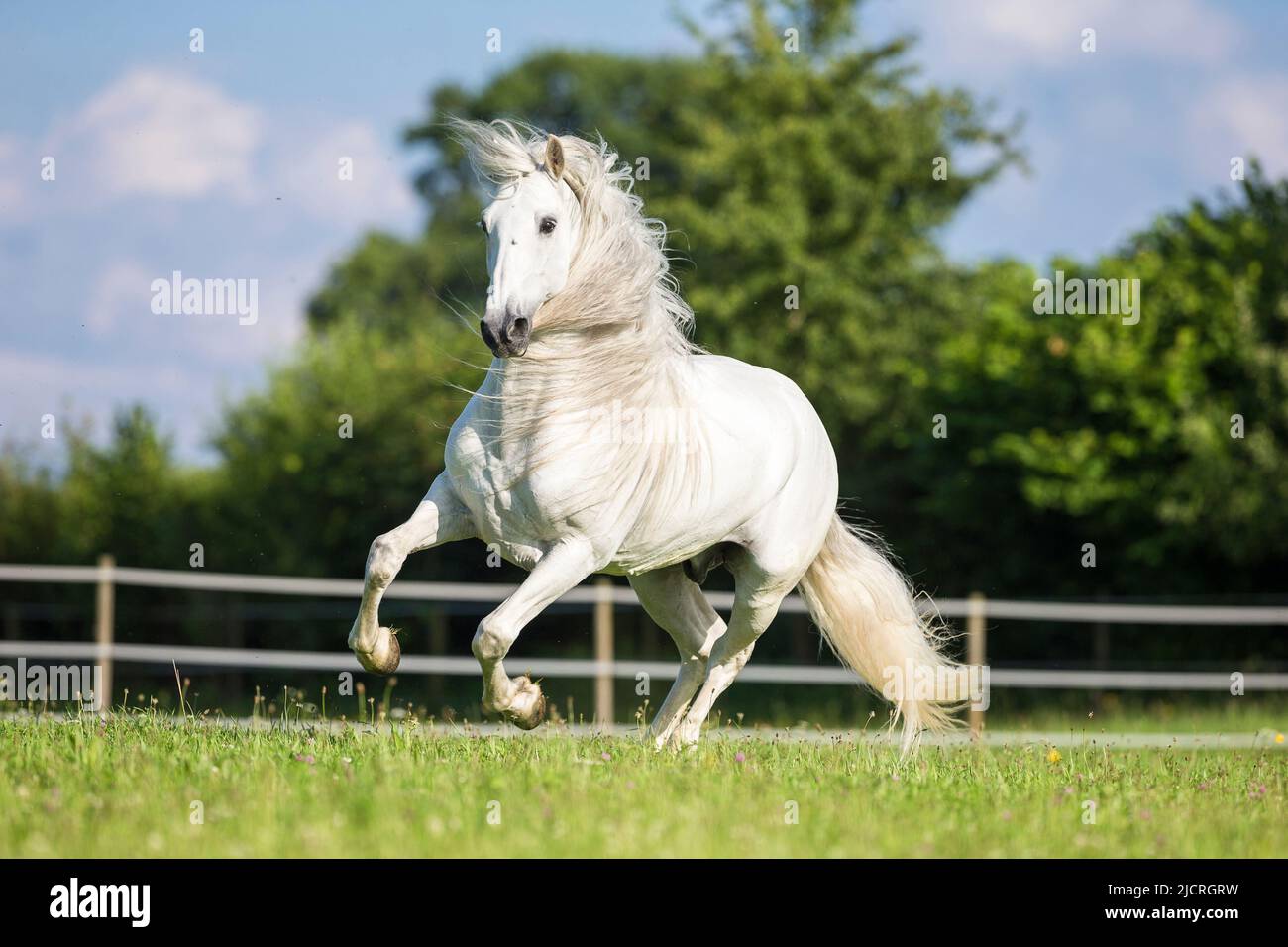 Pure Spanish Horse, Andalusian. Gray gelding galloping on a pasture ...