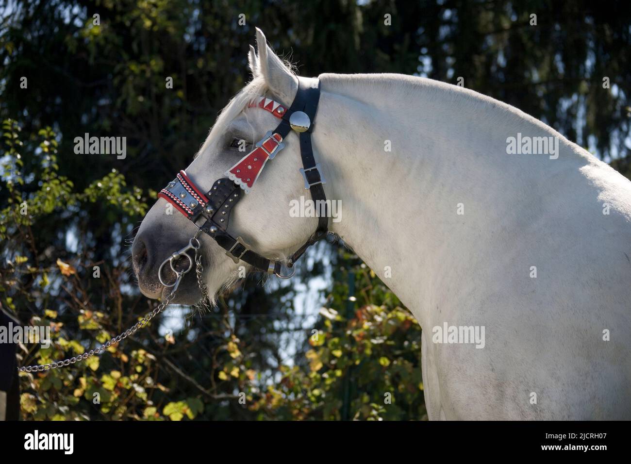 Percheron Horse. Portrait of gray gelding with tack. Germany Stock ...