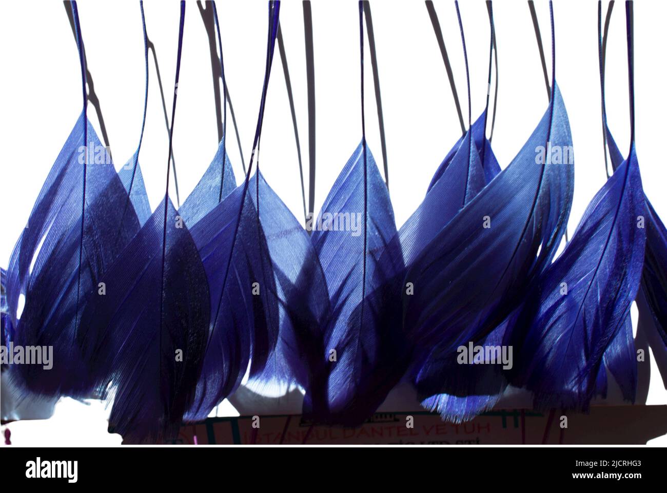 Feathers isolated elements set. Colorful bright bird feathers from ...
