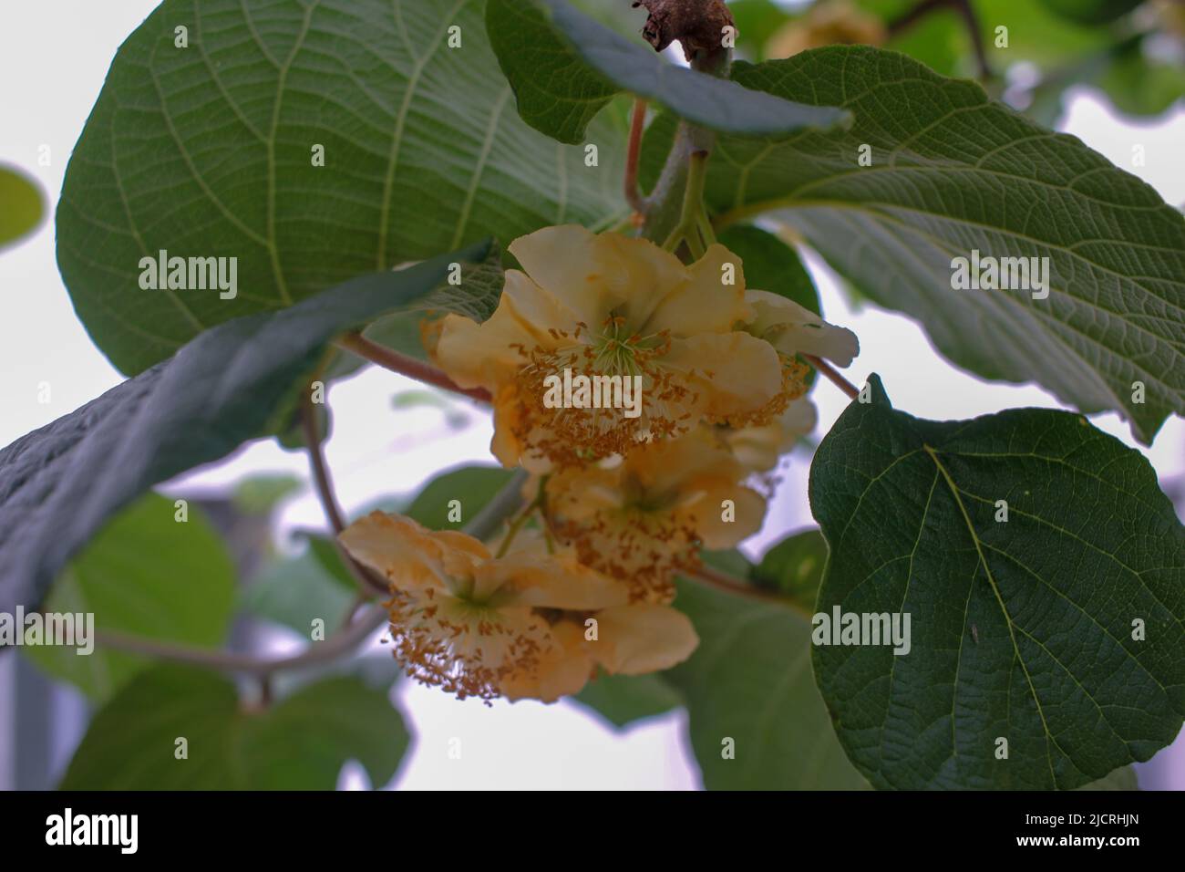 the flowers of my kiwi trees Stock Photo - Alamy