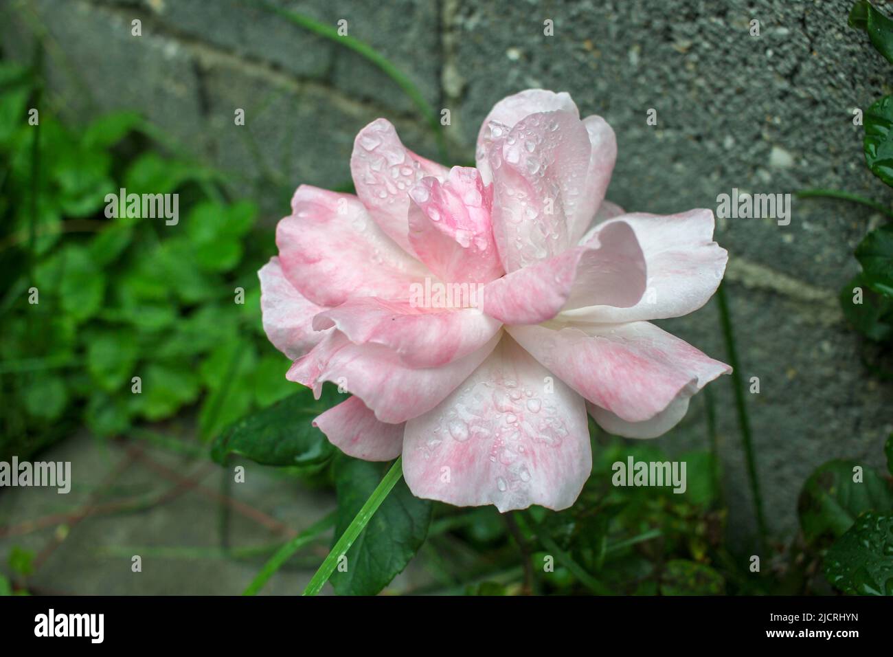 Smell well hi-res stock photography and images - Alamy