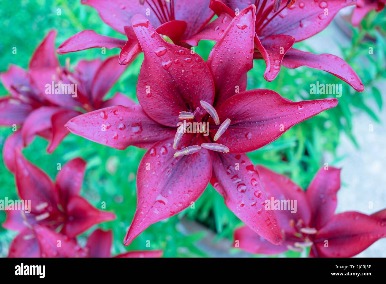 lily flowers with drops of rain Stock Photo - Alamy
