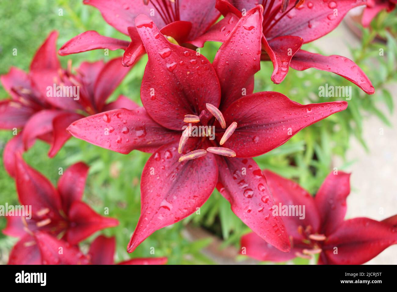 Tropical bouquet exotic flowers lily hi-res stock photography and ...