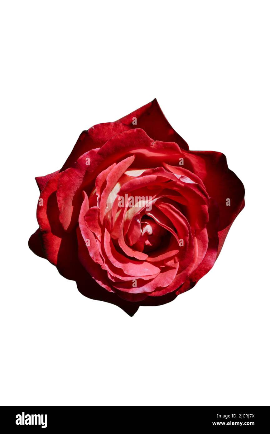 Red Rose flowers for the holiday, bokeh, macro, floral background ...