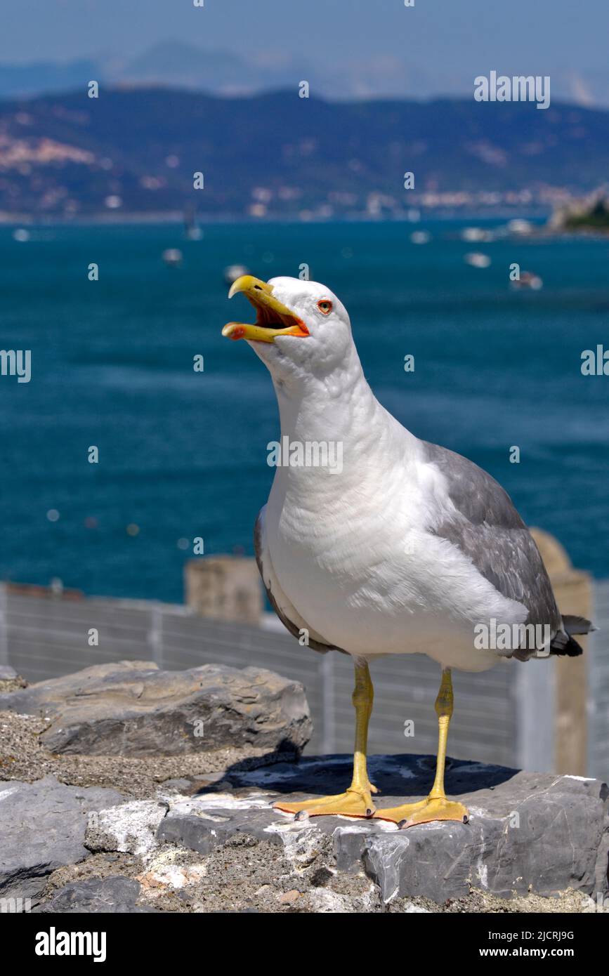 Yellow-legged Gull (Larus michahellis) on rock seen of front with the ...