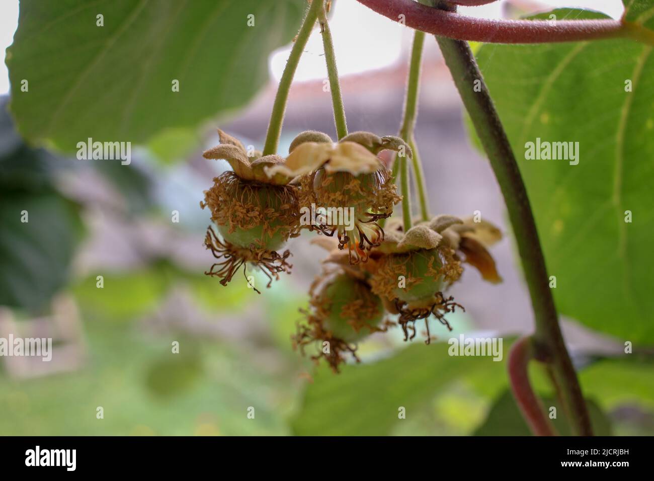 kiwis growing in the kiwi tree Stock Photo - Alamy