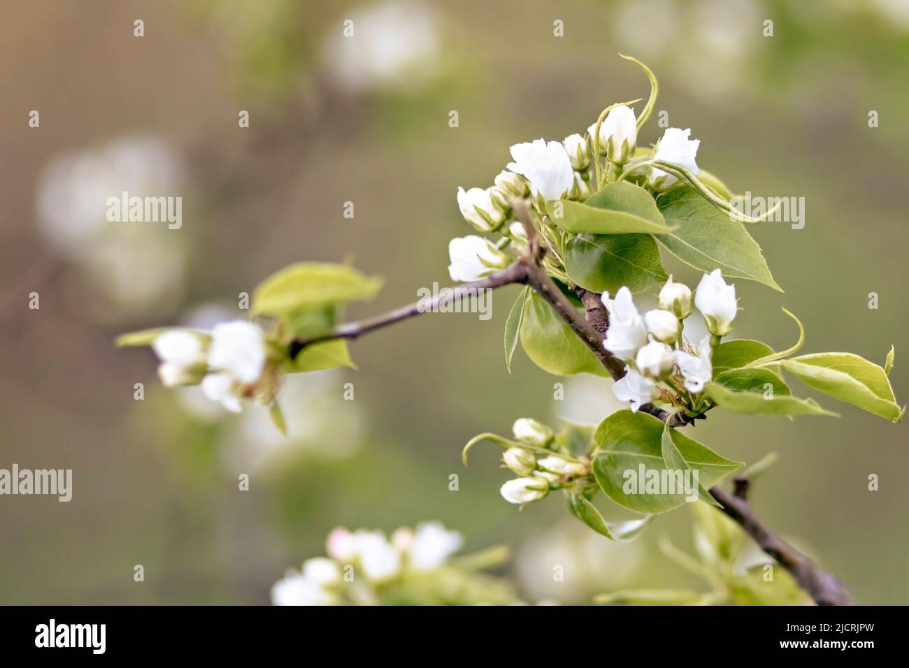 A beautiful pear tree in bloom. White flowers and buds. Spring blooming ...