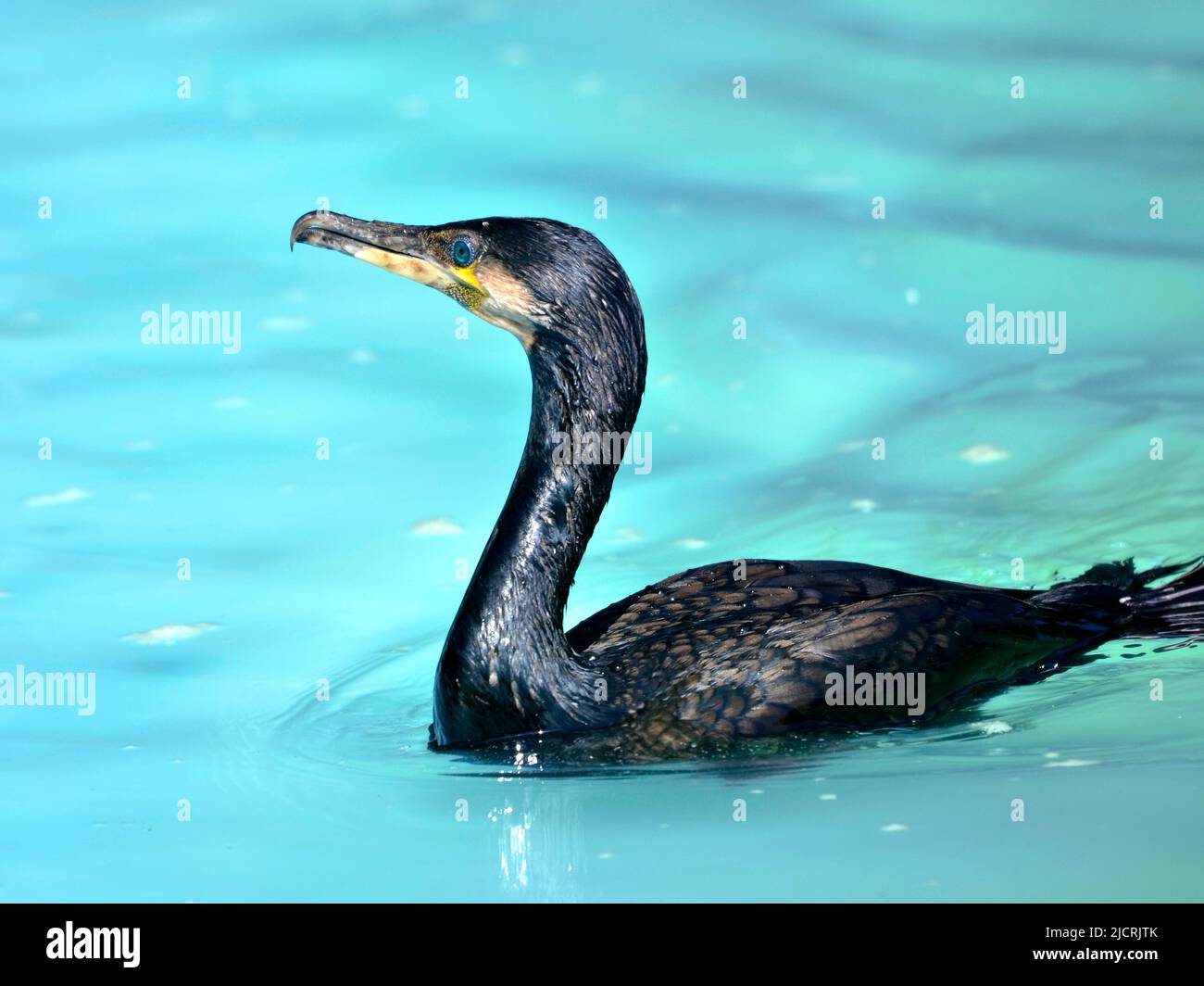 Great Cormorant (Phalacrocorax carbo) swimming on blue water Stock ...