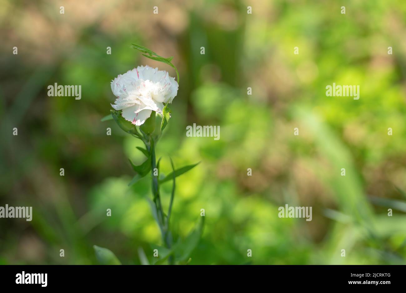 White carnation dianthus caryophyllus flower blossoming on blurred ...