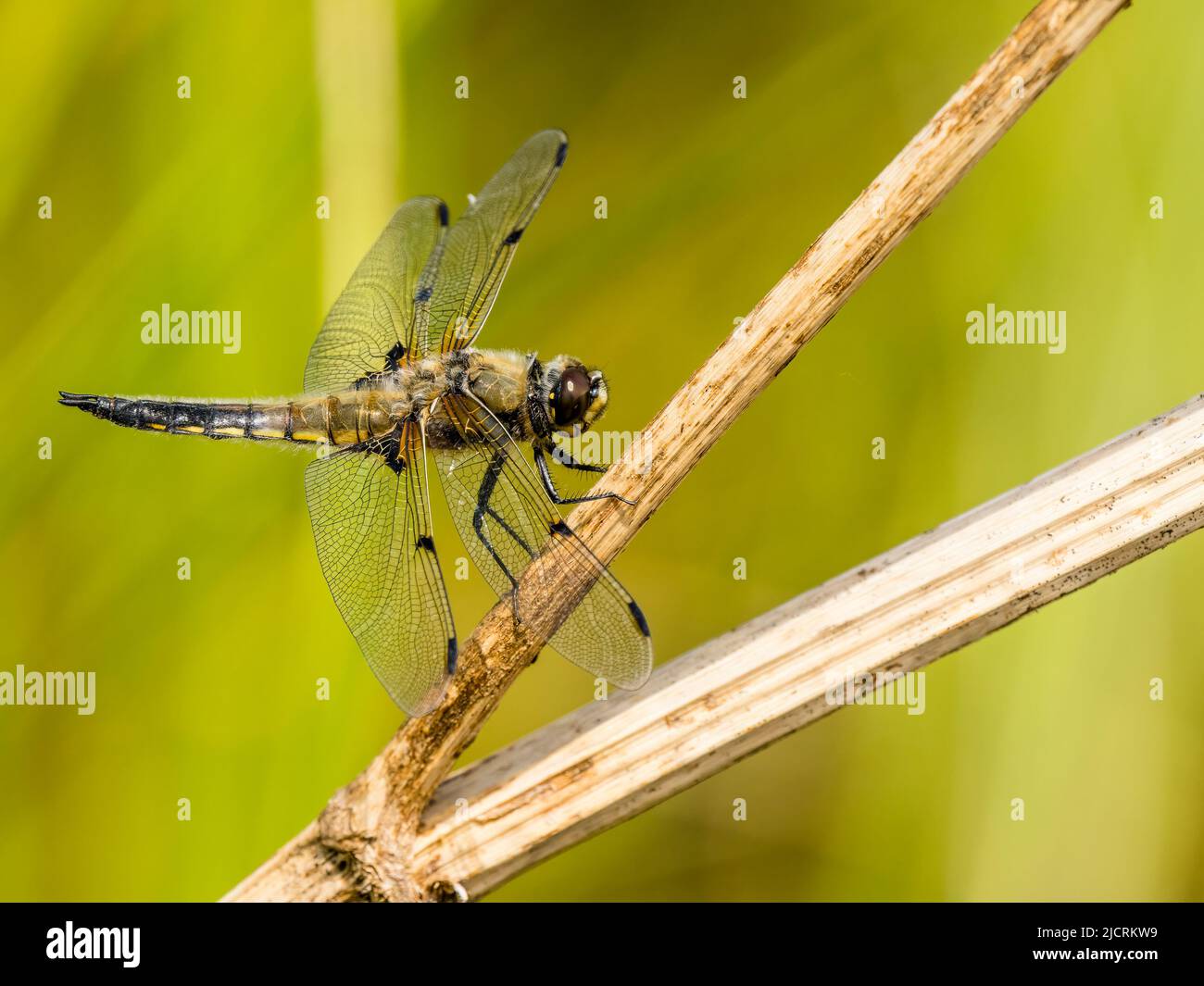 Male four-spotted chaser dragonfly basking in spring sunshine in mid ...