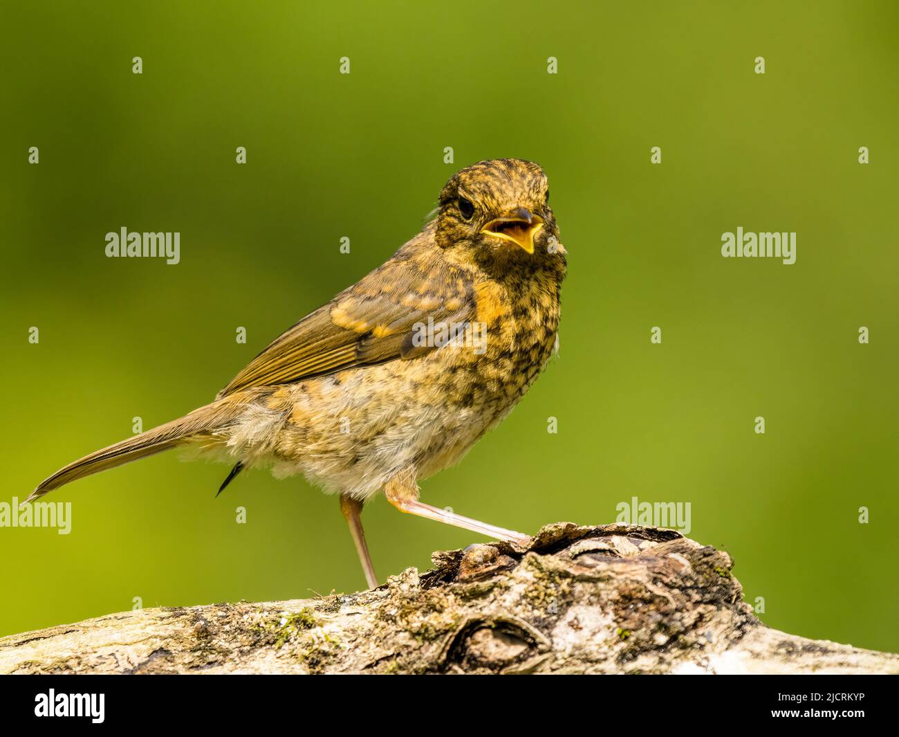 Robin fledgling foraging in spring sunshine in mi Stock Photo - Alamy